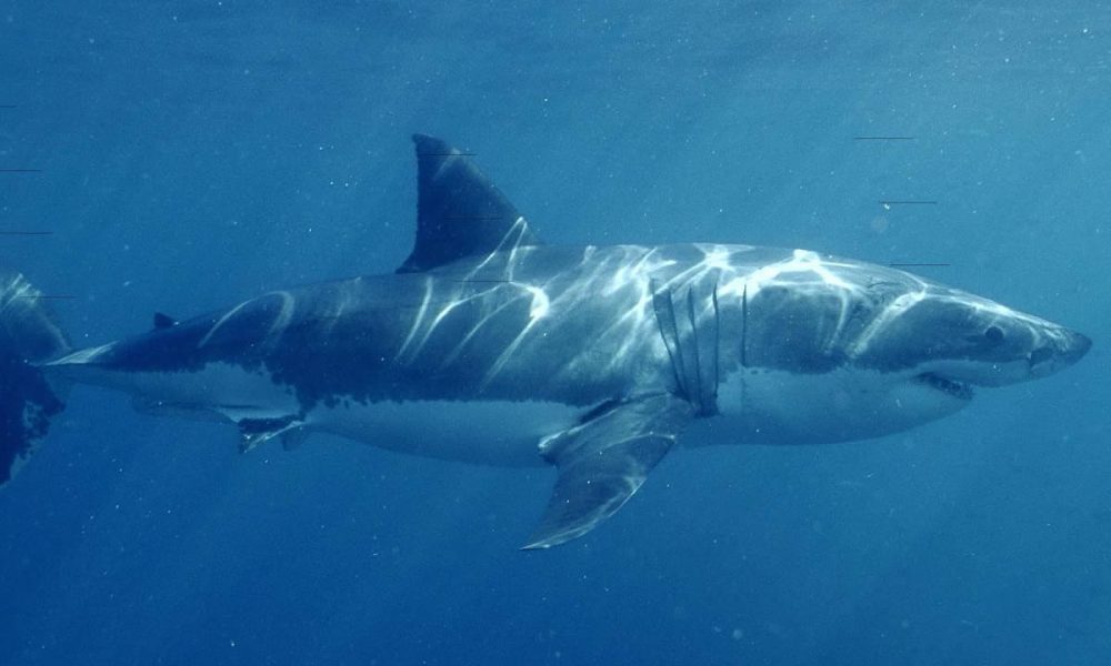 Requin de Poé : la théorie du "Rogue Shark" - Calédosphère